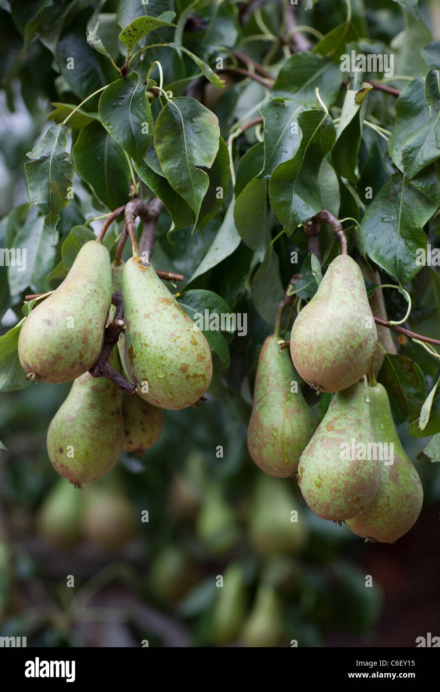 Conference Pears growing in an orchard in Worcestershire, England Stock ...