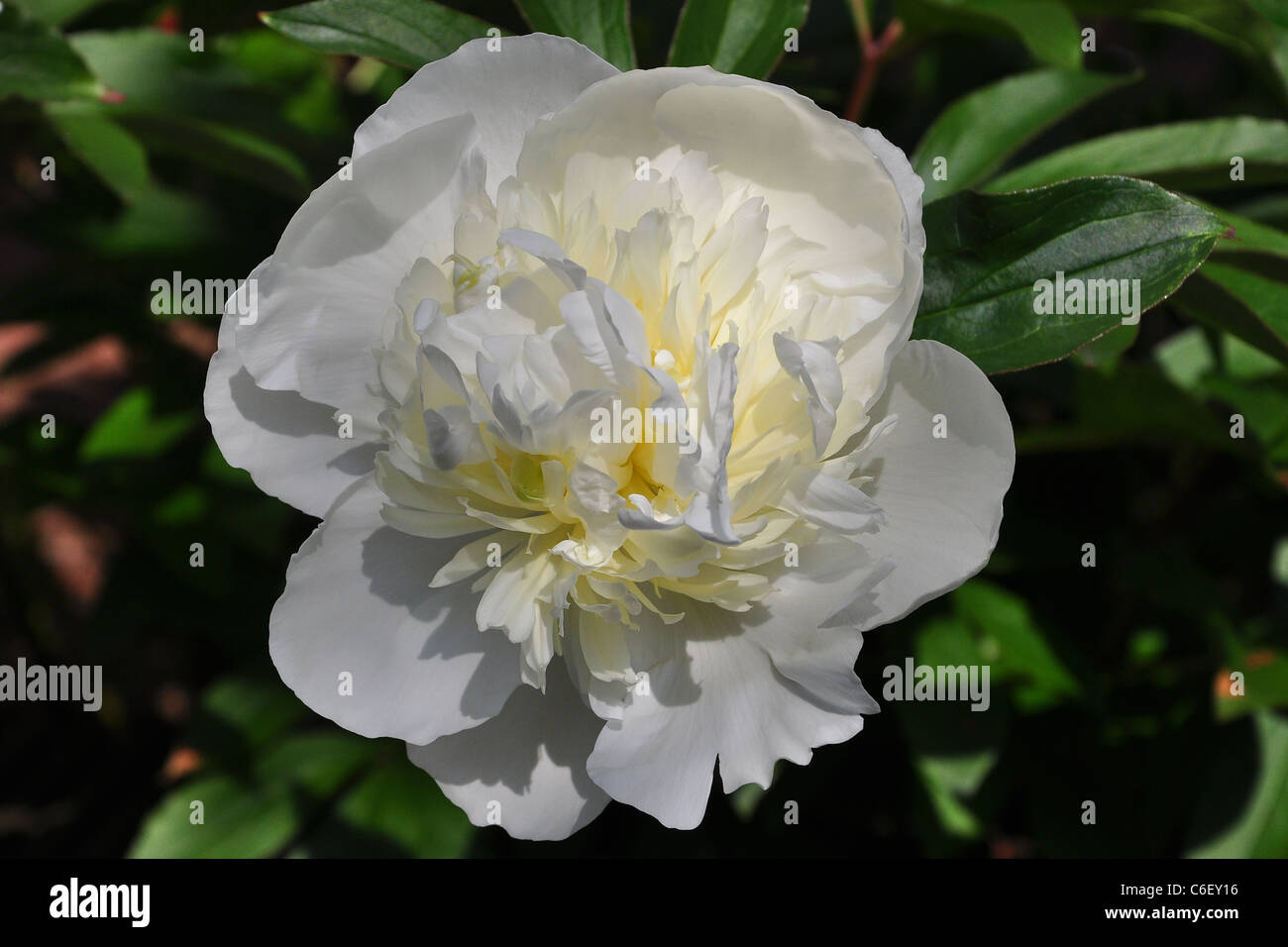 double white Peony rose with green background Stock Photo - Alamy