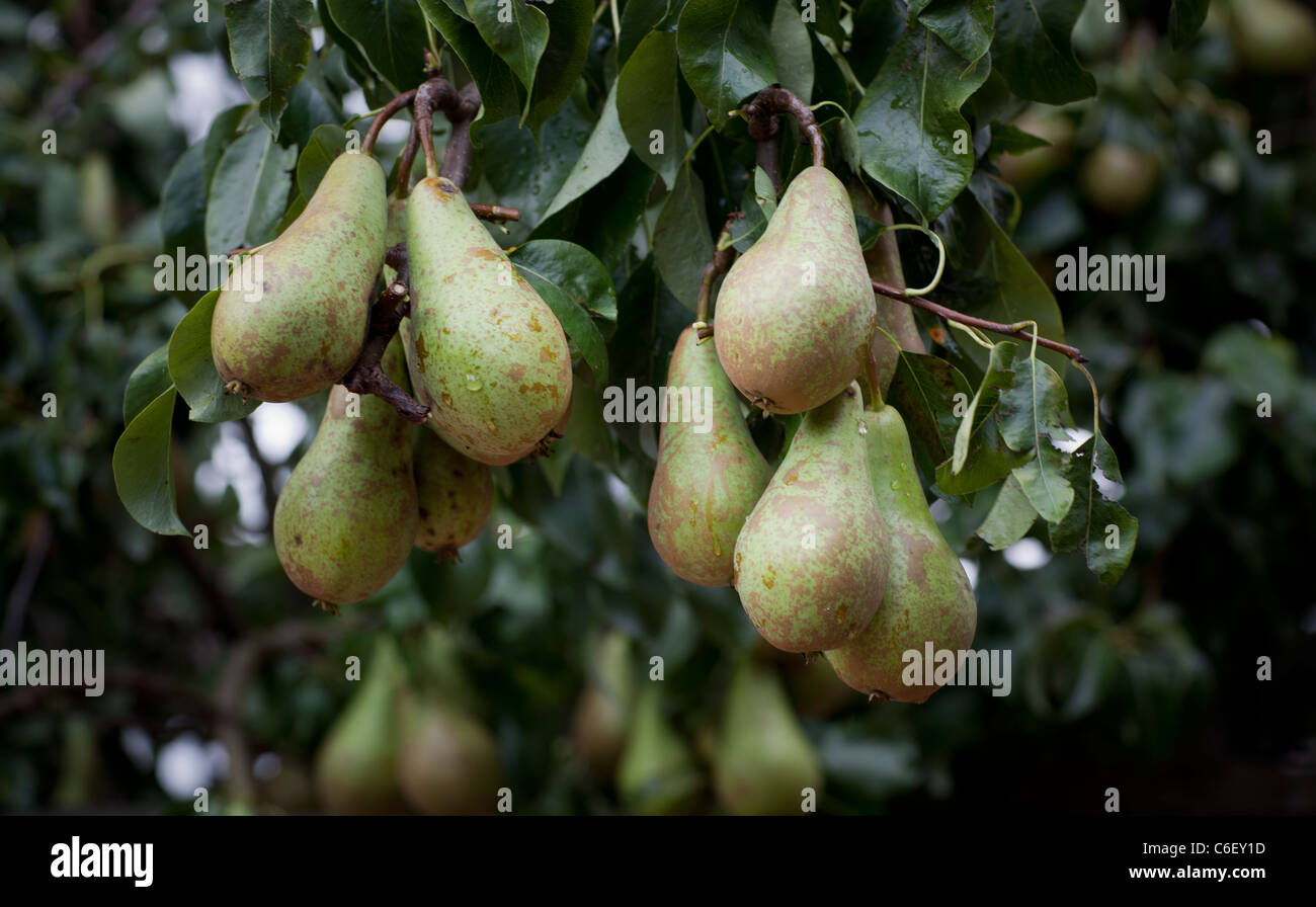 Conference pear tree hi-res stock photography and images - Alamy