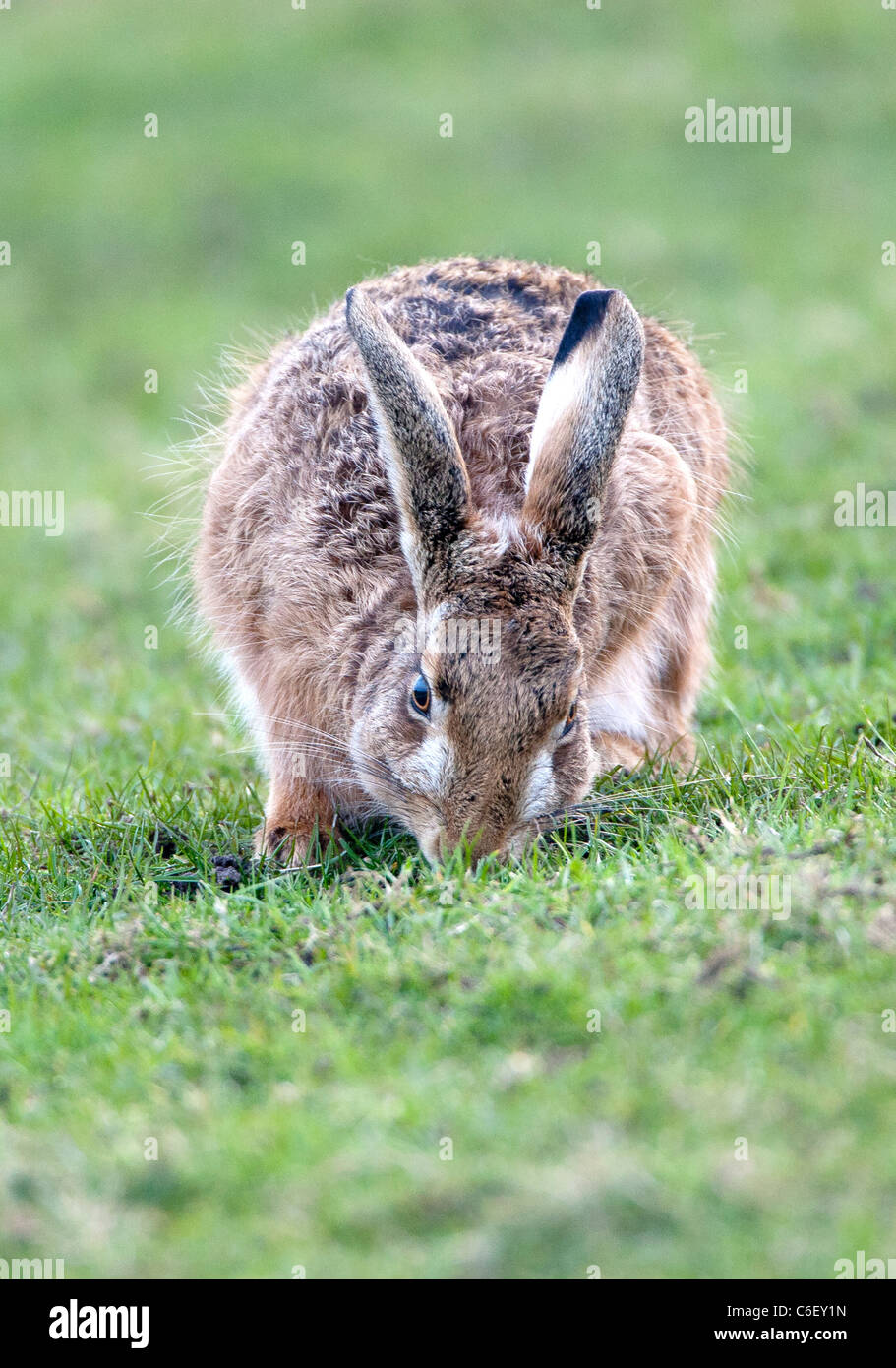 Mammal european hare hi-res stock photography and images - Alamy