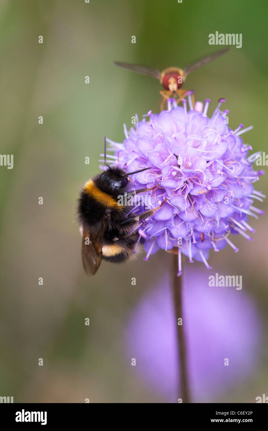 White-tailed Bumblebee Bombus lucorum on Devilsbit Scabious Succisa ...
