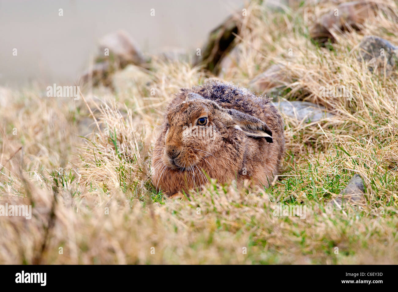 Mammal european hare hi-res stock photography and images - Alamy