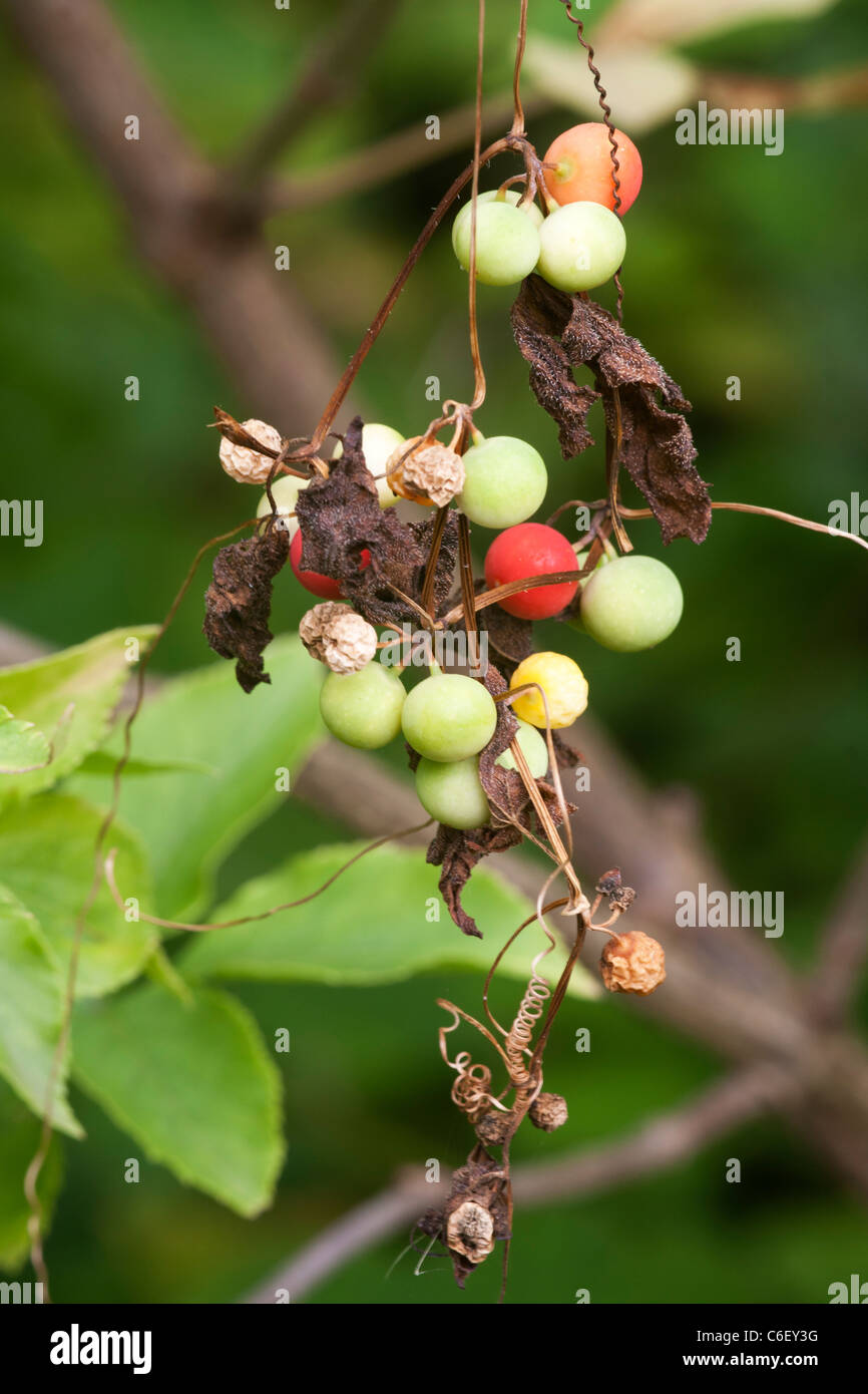 White Bryony Bryonia dioica showing berries and dead leaves Stock Photo ...