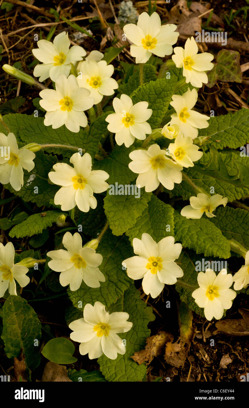 Wild primroses hi-res stock photography and images - Alamy