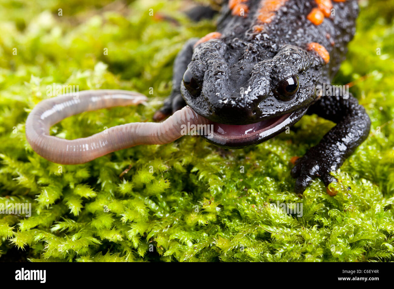 Salamander Eating