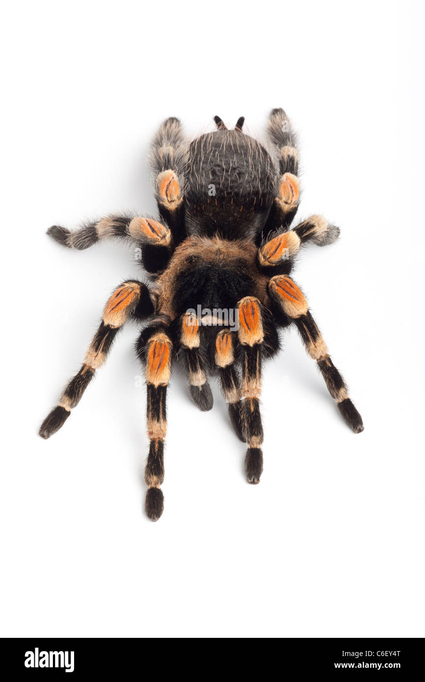 Red kneed tarantula hi-res stock photography and images - Alamy