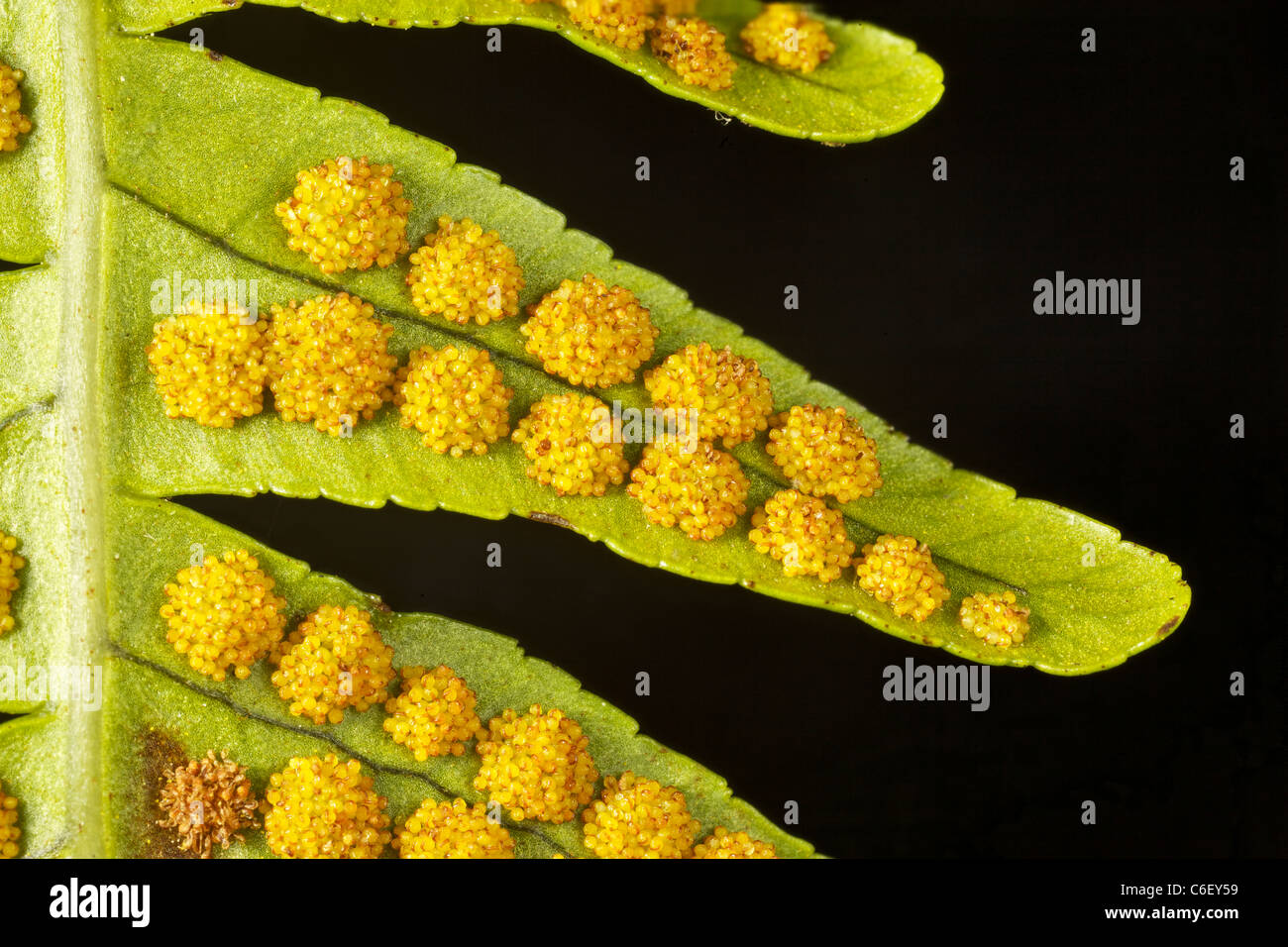 Sori hi-res stock photography and images - Alamy