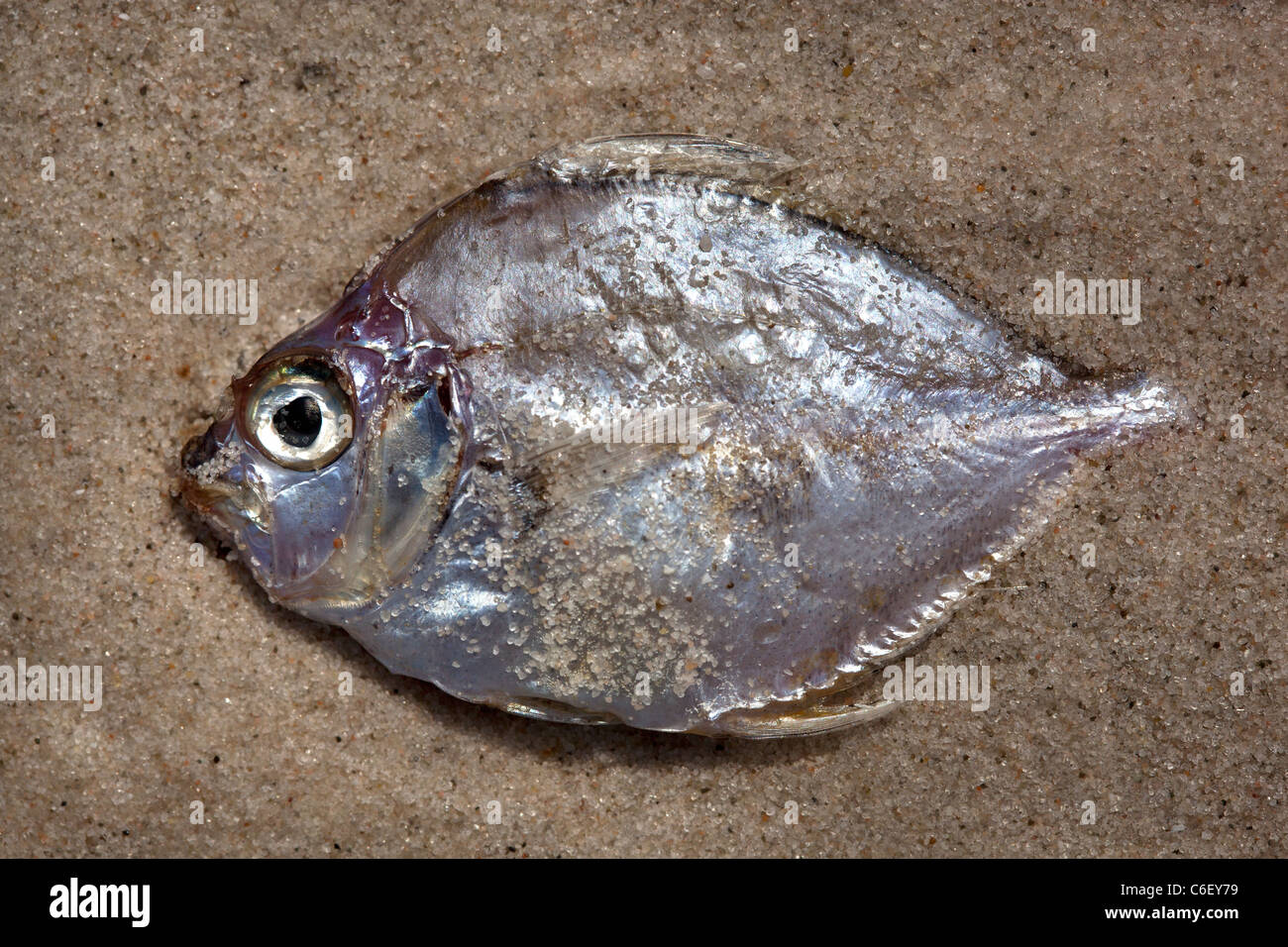Tiny Fish lying on the beach at Hua Hin Thailand Stock Photo - Alamy