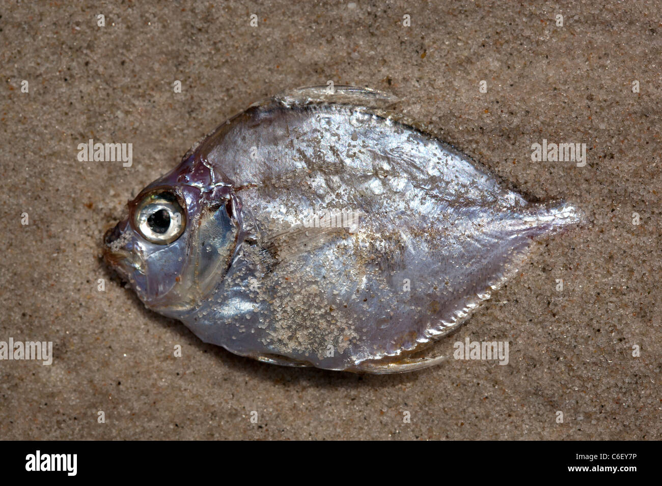 Tiny Fish lying on the beach at Hua Hin Thailand Stock Photo - Alamy