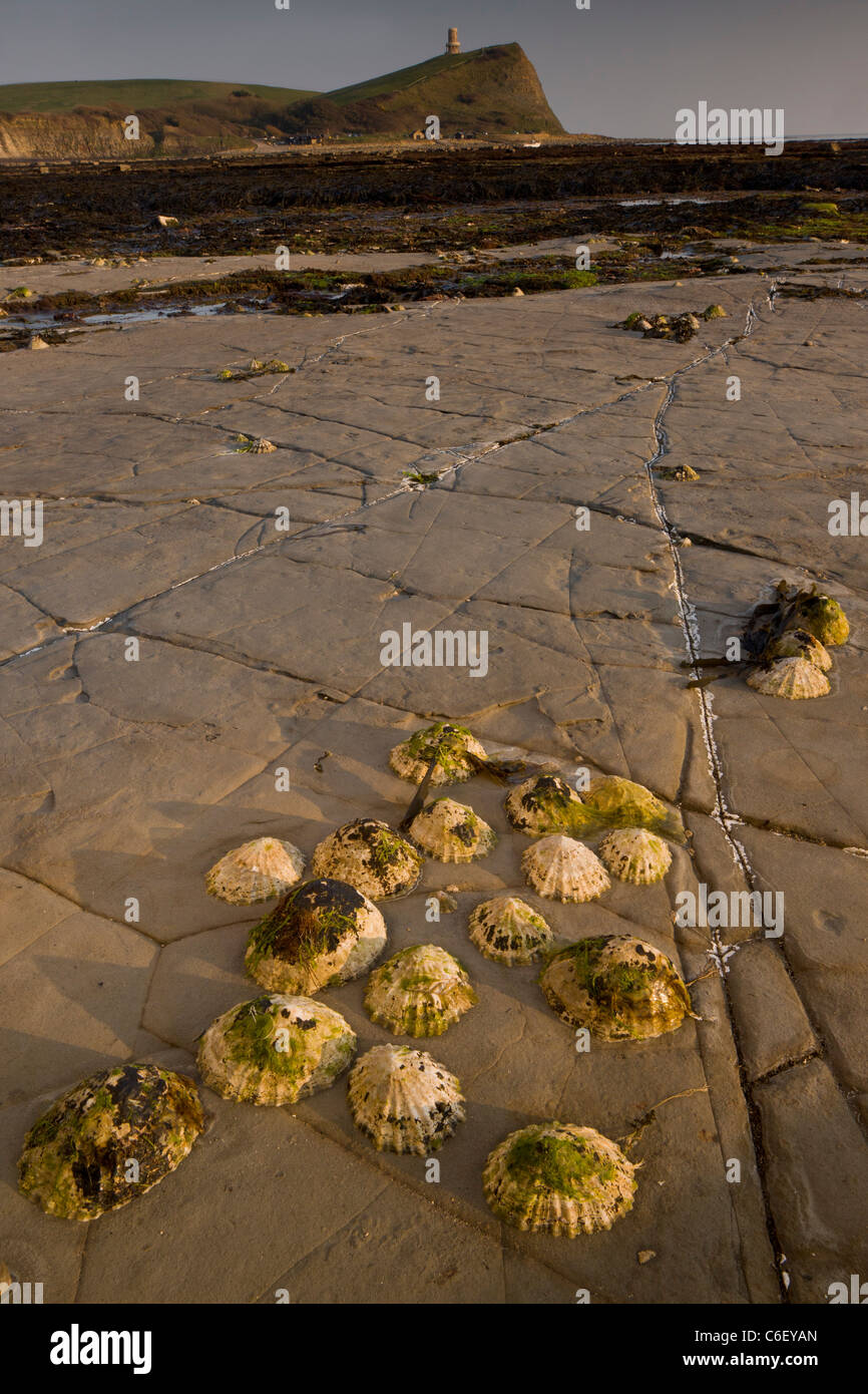 Kimmeridge bay wave cut platform hi-res stock photography and images ...