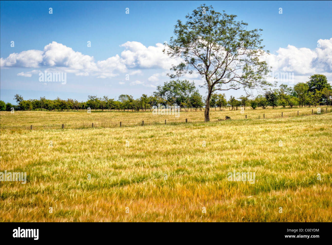 Barley field tree hi-res stock photography and images - Alamy