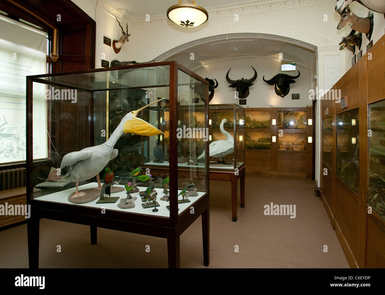 Stuffed animals in glass cages in a museum Stock Photo - Alamy