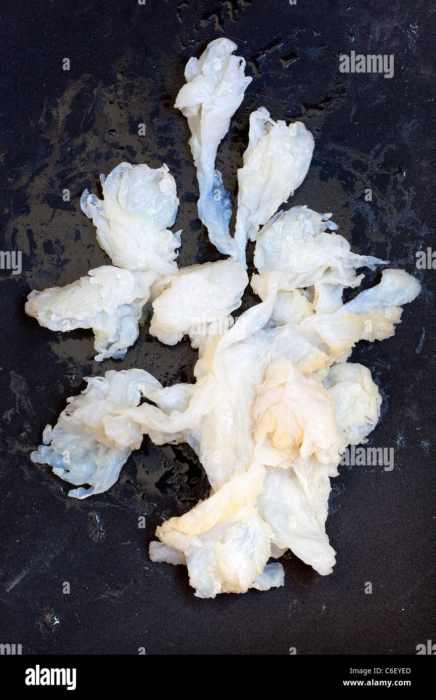 Cooked Jellyfish - An example of the strange or weird food eaten by ...