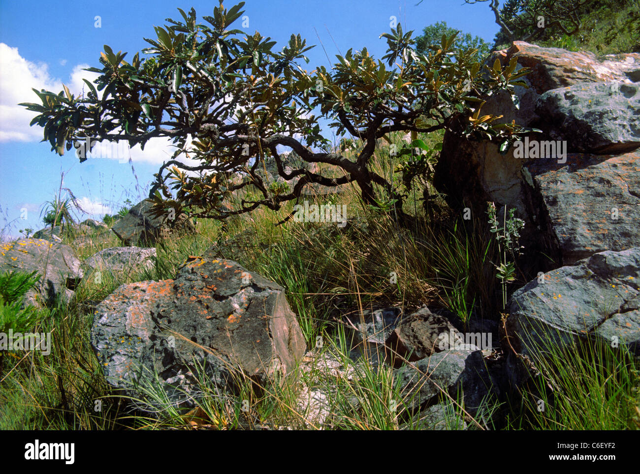 Cerrado biome (Brazilian savanna), a biodiversity hotspot: contorted ...