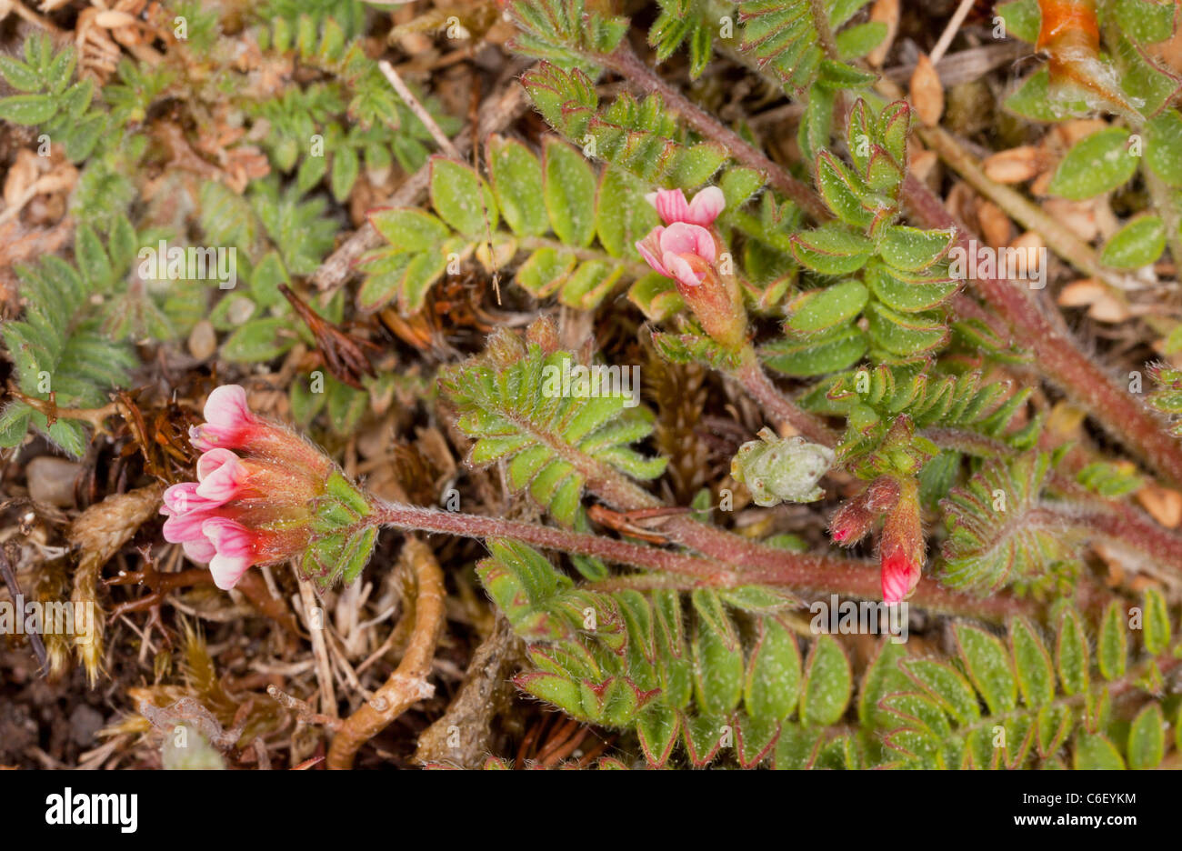 Bird's Foot Ornithopus perpusillus in flower on sandy heath, Breckland ...
