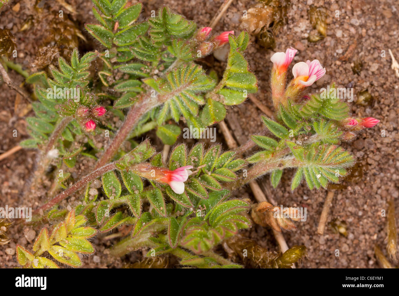 Bird's Foot Ornithopus perpusillus in flower on sandy heath, Breckland ...