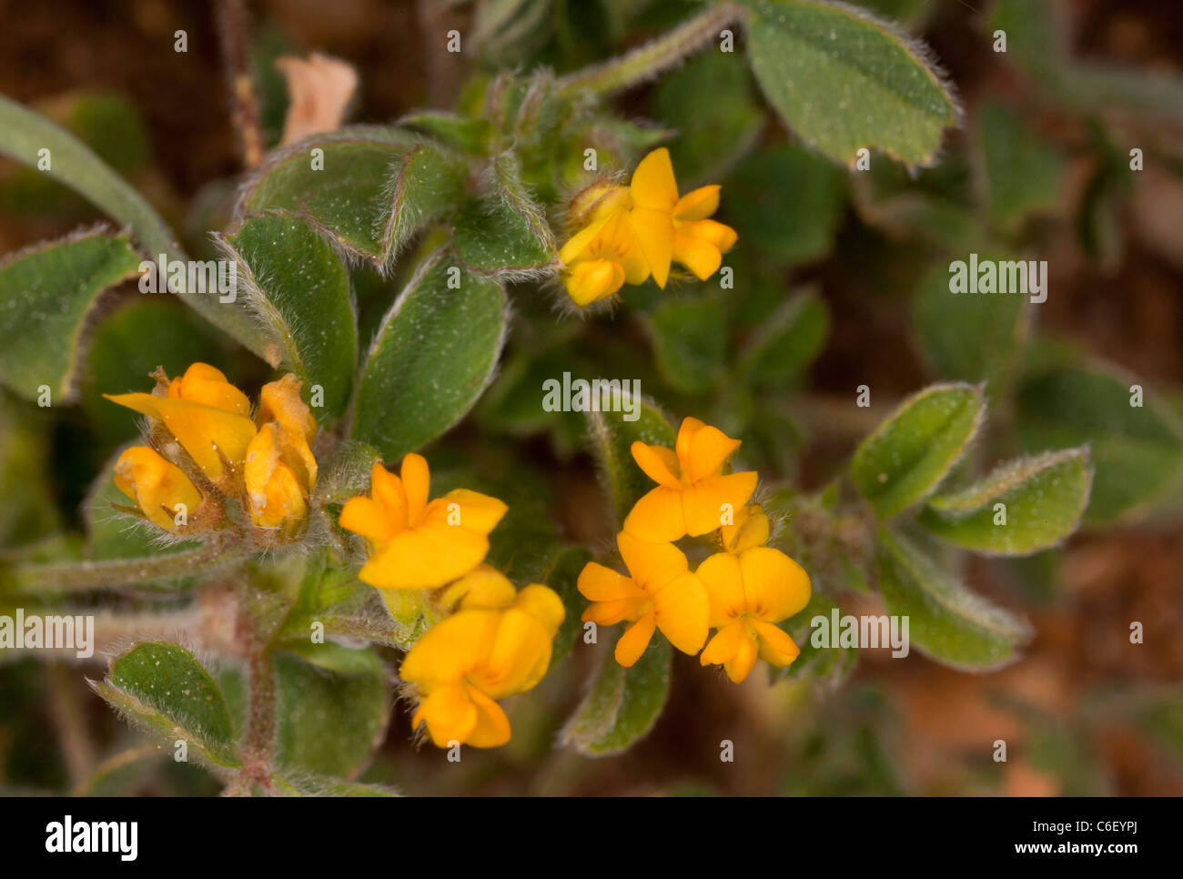 Bur medick Medicago minima, flowers, in Breckland area Stock Photo - Alamy