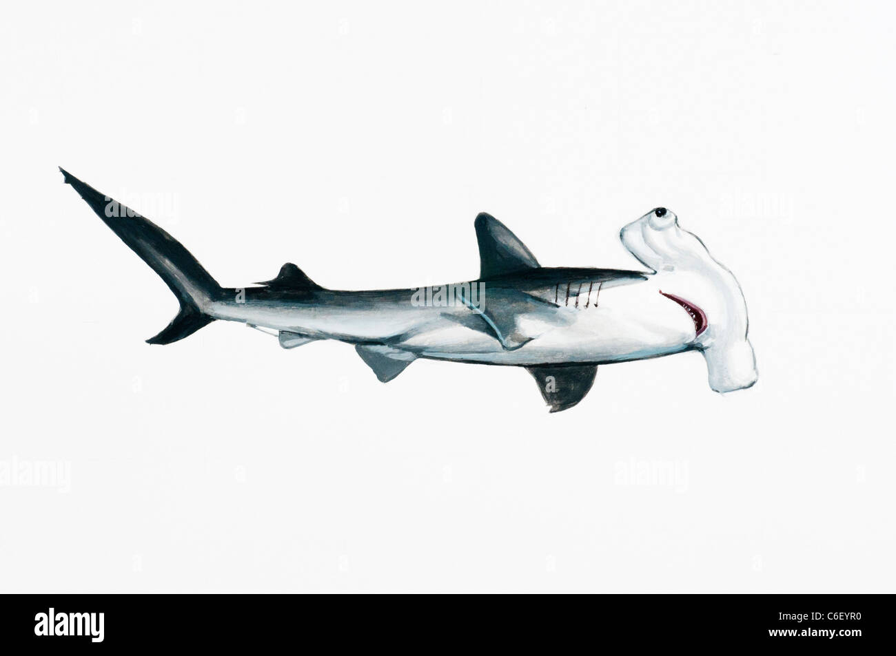 Scalloped Hammerhead Sphyrna lewini, Sphyrnidae Stock Photo - Alamy