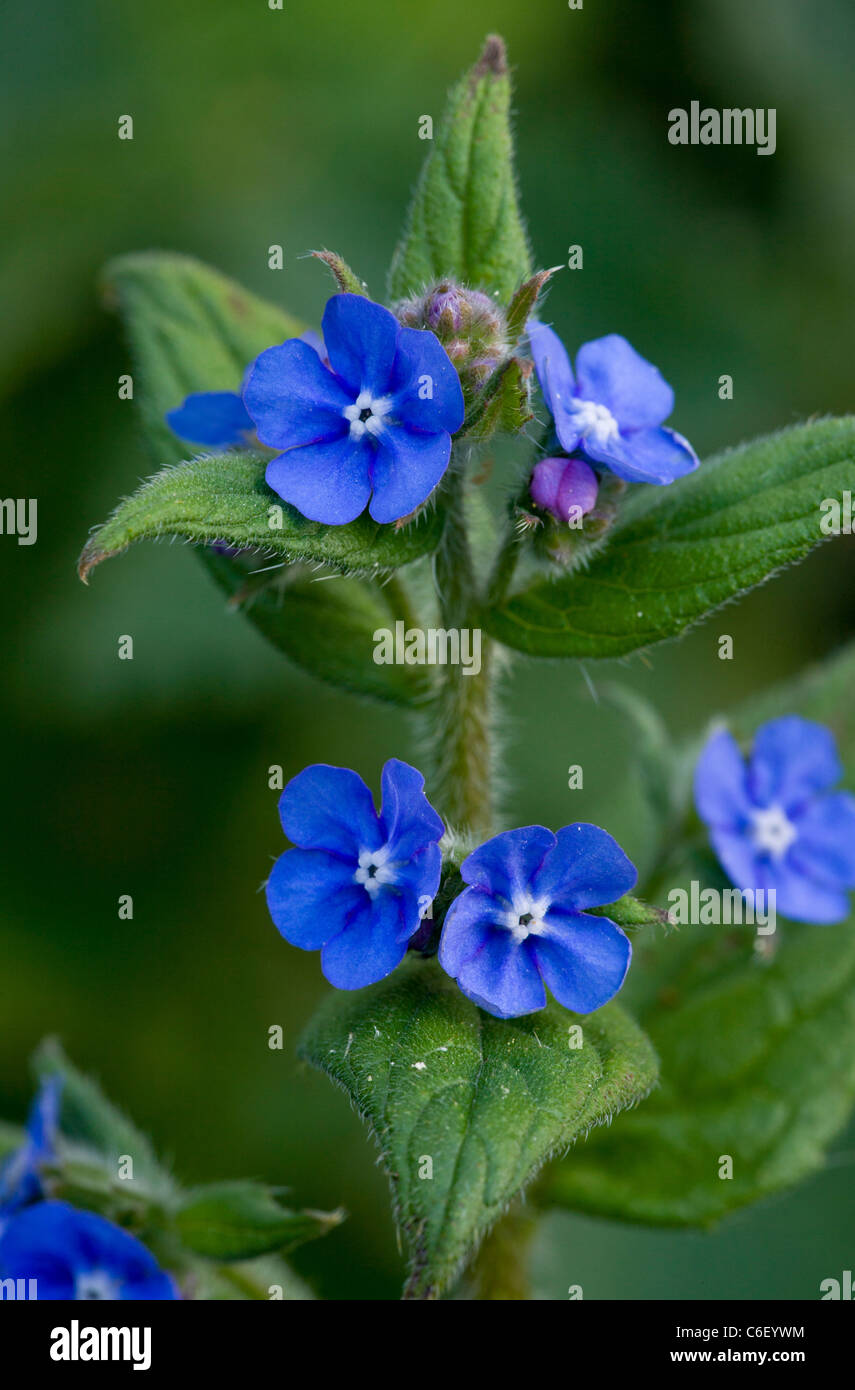 Green Alkanet, Pentaglottis sempervirens in flower, spring. Naturalised ...