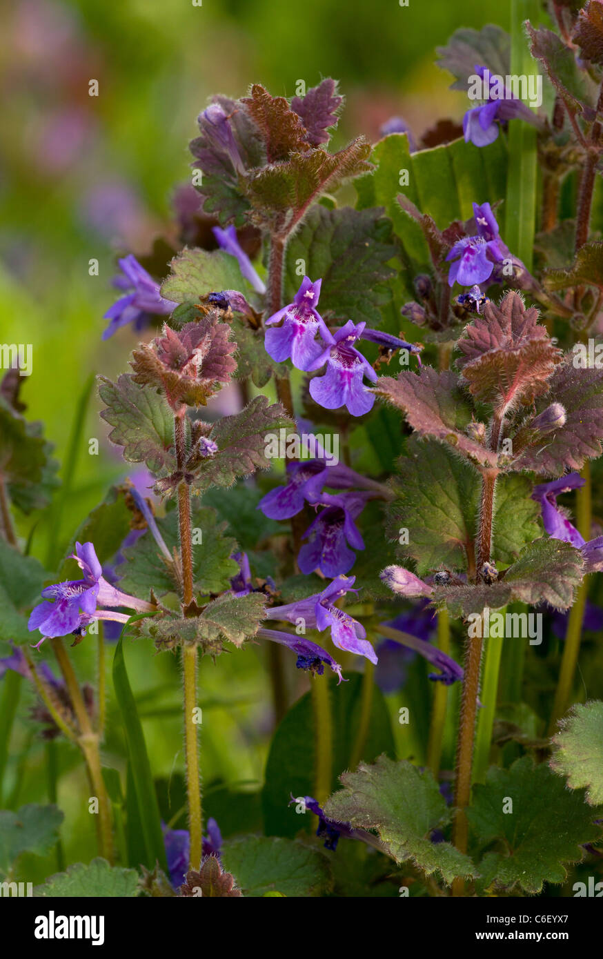 Glechoma hederacea hi-res stock photography and images - Alamy