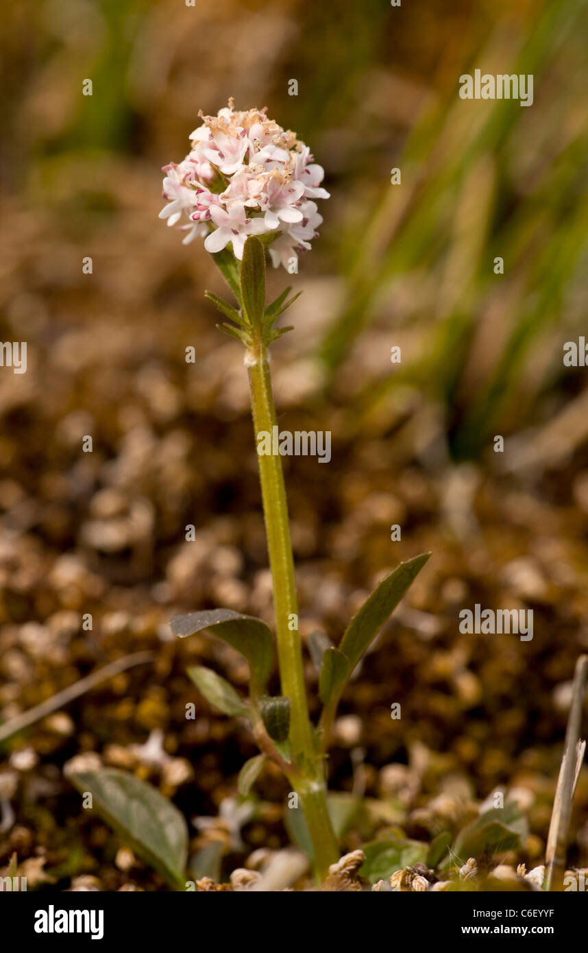 Marsh Valerian Valeriana dioica at Market Weston Fen, Suffolk Stock ...