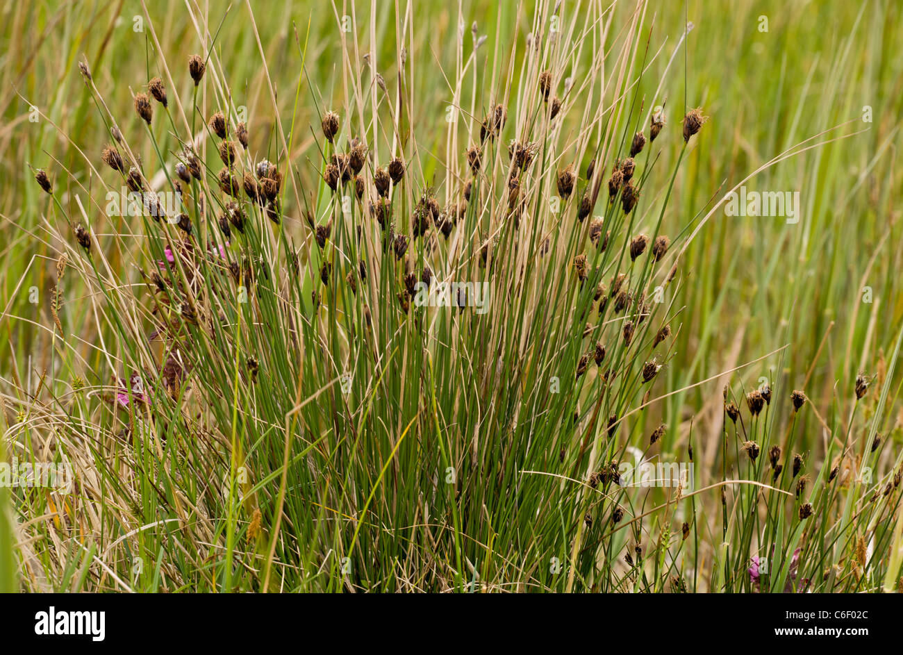 Black Bog-rush Schoenus nigricans at Market Weston Fen, Suffolk Stock ...