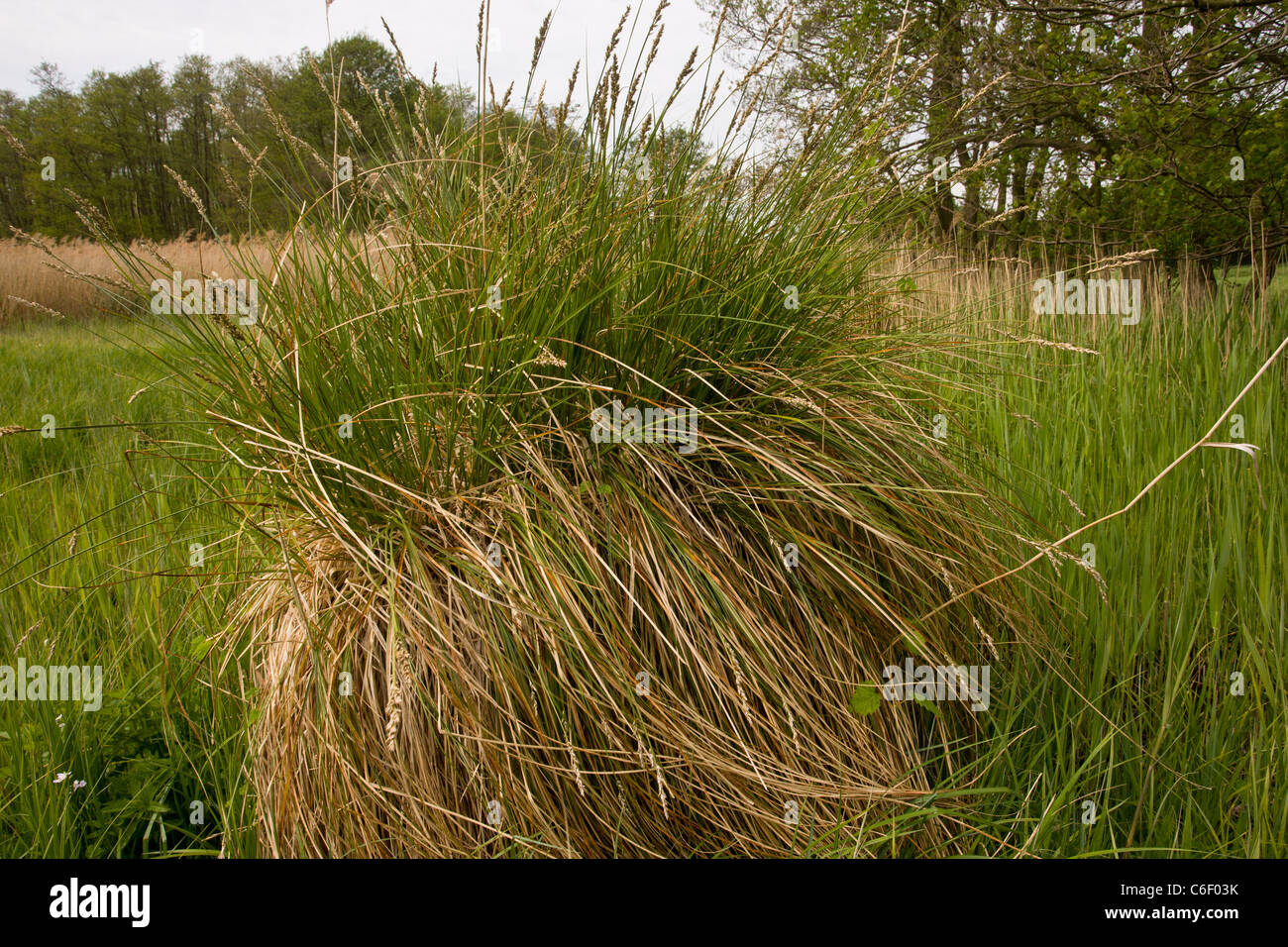 Greater tussock sedge carex paniculata hi-res stock photography and ...