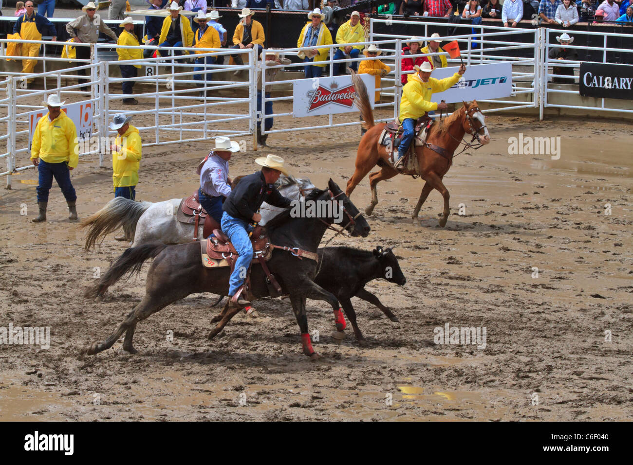 Steer wrestling on a wet and muddy afternoon at the Calgary Stampede ...