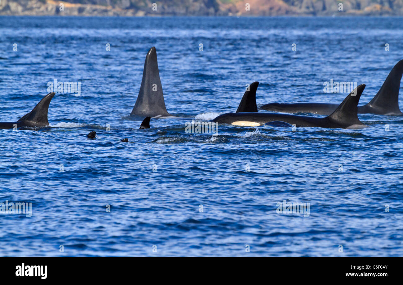 A pod of killer whales (Orcinus orca) swimming near the San Juan ...