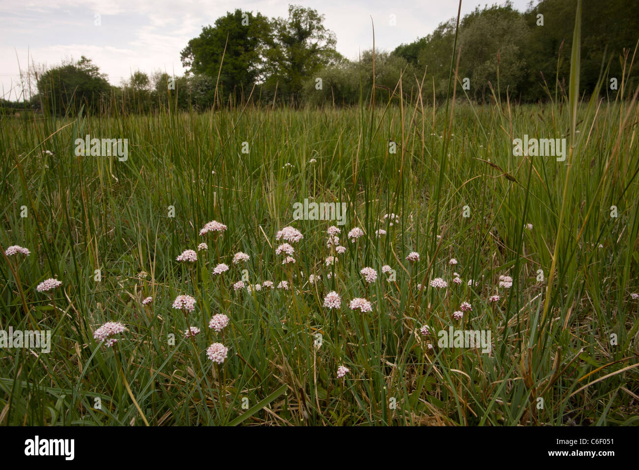 Marsh Valerian Valeriana dioica at Thelnetham Fen, Suffolk Stock Photo ...