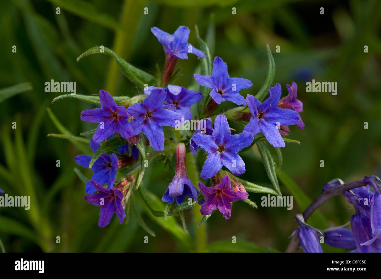 Blue Gromwell, Lithospermum purpurocaeruleum in flower; UK rarity Stock ...