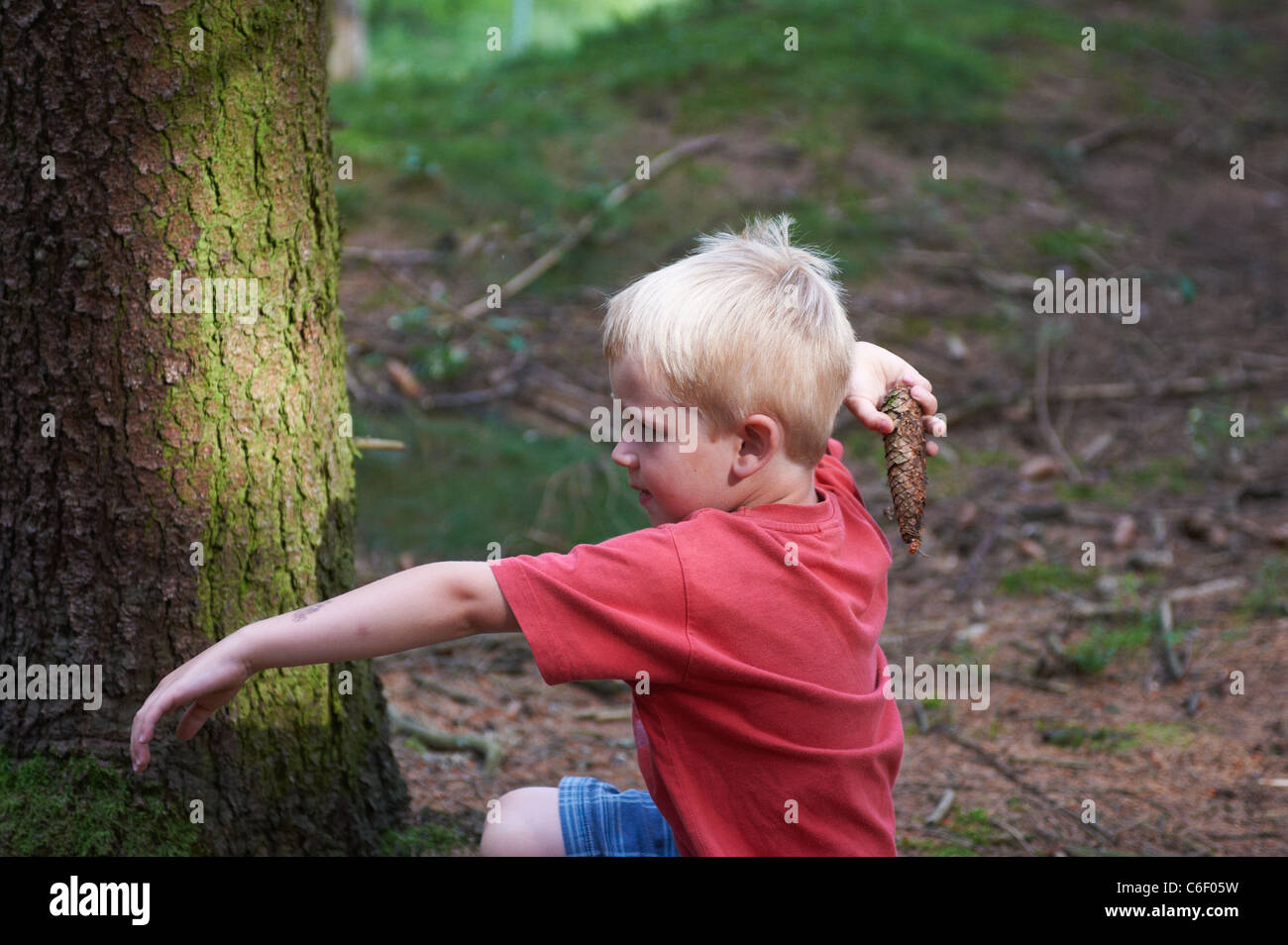 Child blond boy throwing cone in forest - cones battle Stock Photo - Alamy