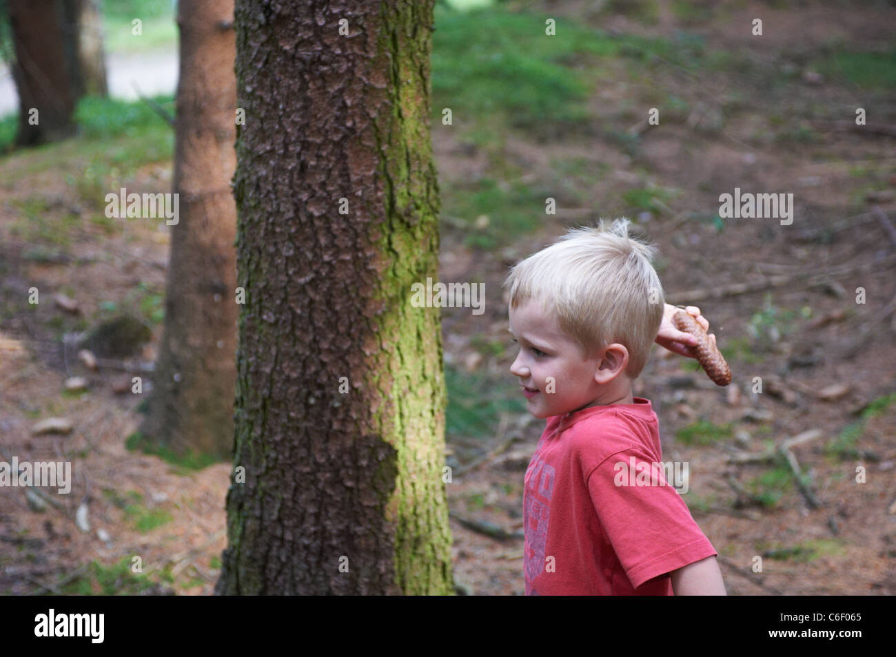 Child blond boy throwing cone in forest - cones battle Stock Photo - Alamy