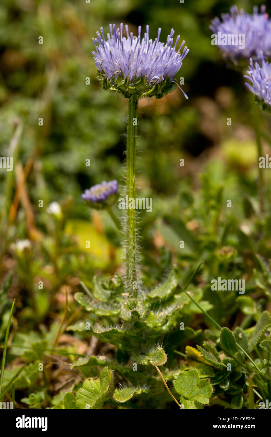 Sheep's Bit High Resolution Stock Photography and Images - Alamy