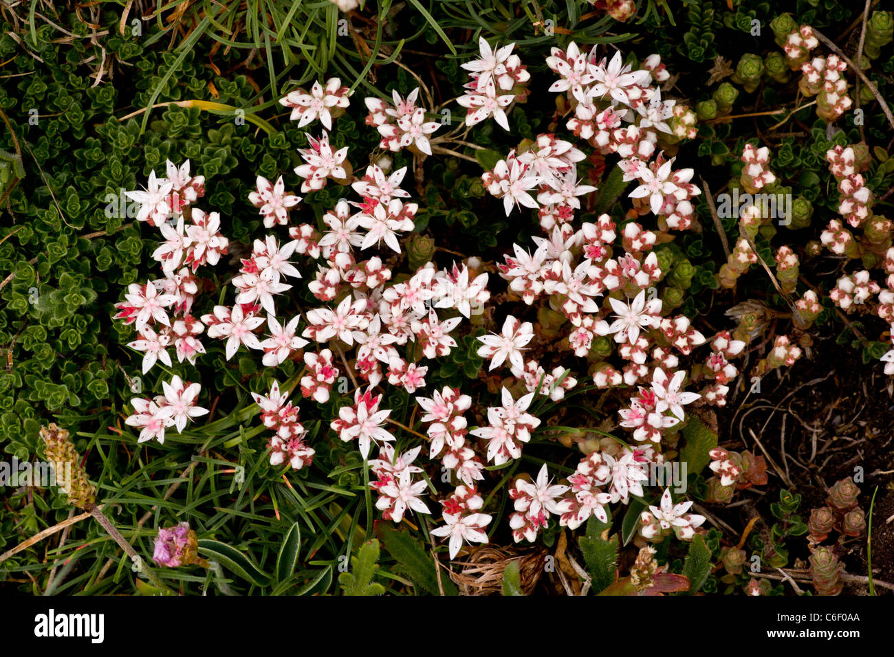English Stonecrop, Sedum anglicum on The Lizard, Cornwall Stock Photo ...