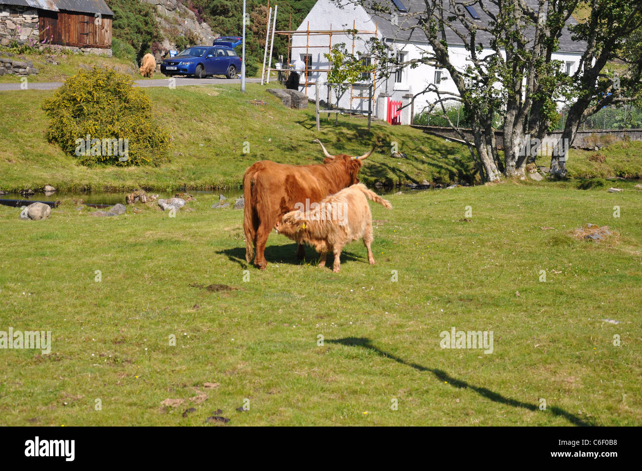 Highland Bull at work Stock Photo - Alamy