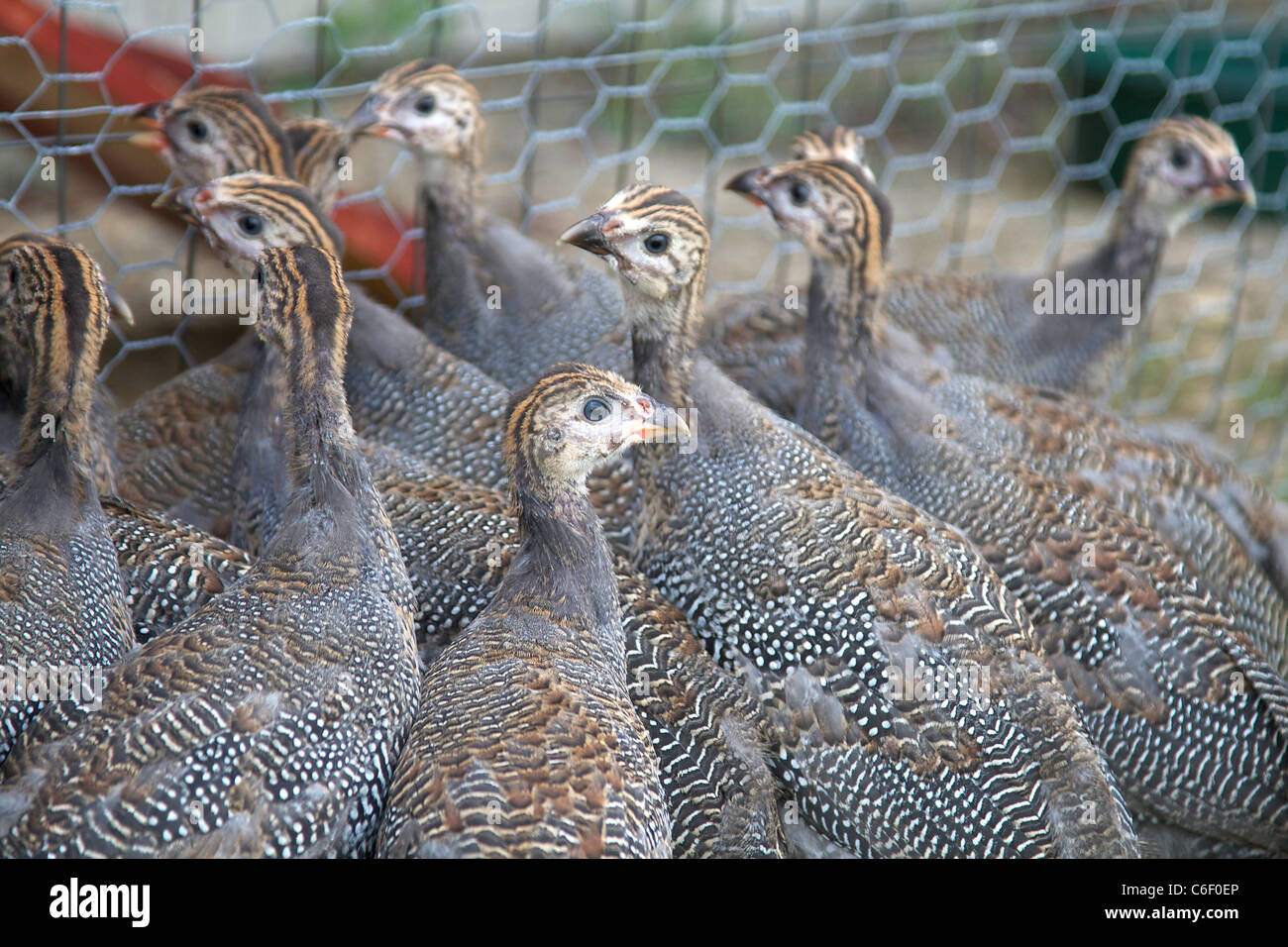 Free Ranging Guinea Fowl Keets Stock Photo - Alamy