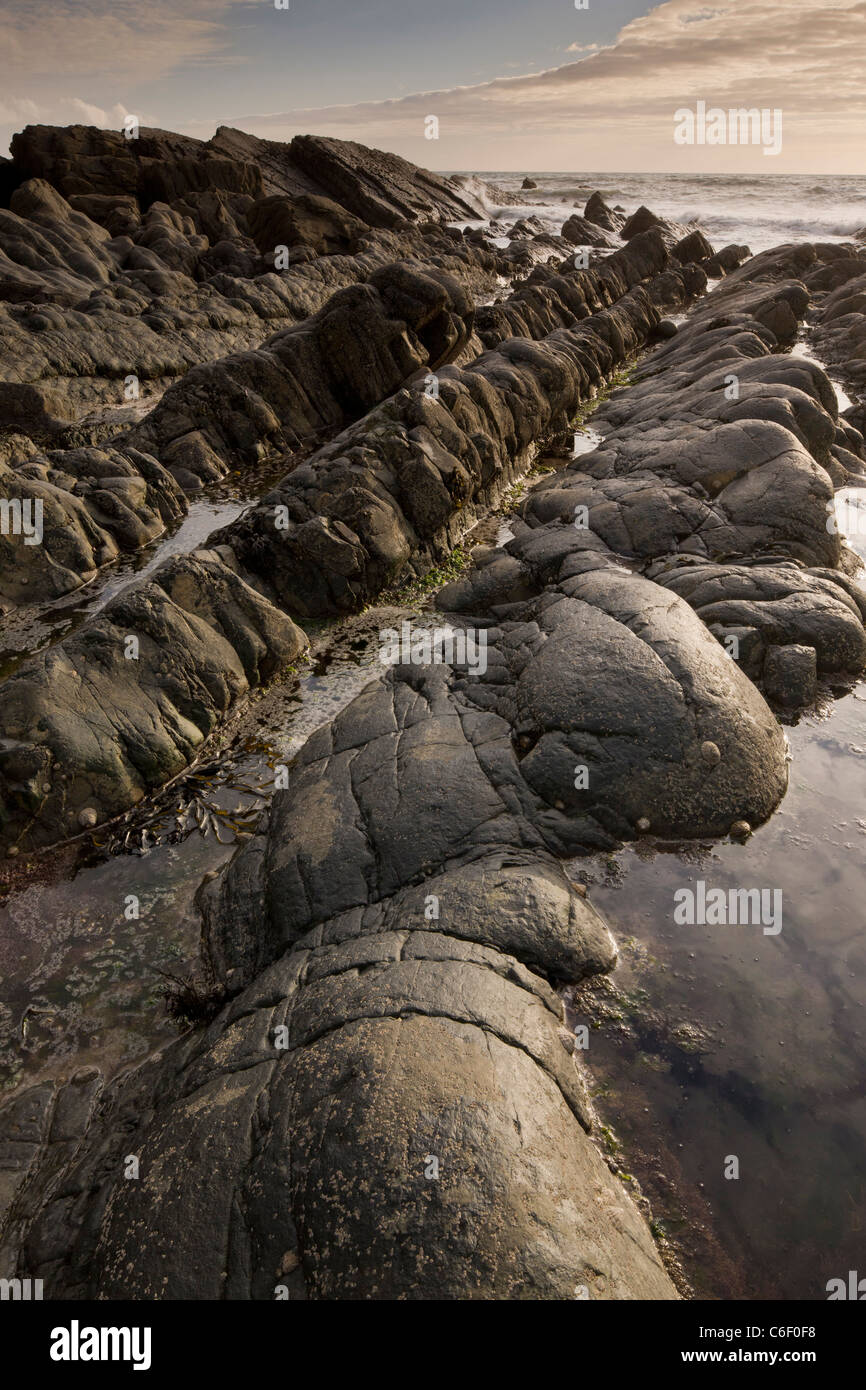 The dramatic heavily-folded sandstone and mudstone rocks of Hartland ...