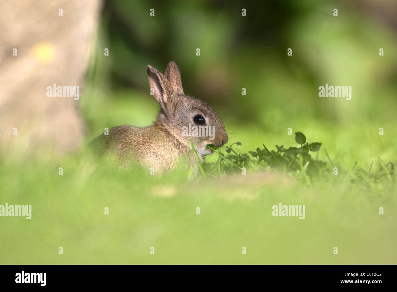 Young rabbit wildlife hi-res stock photography and images - Alamy