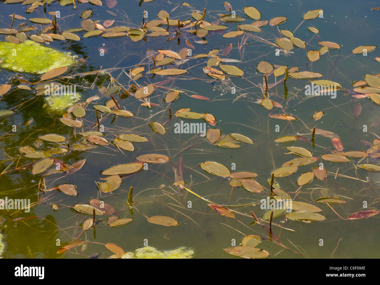 Floating Pondweed, Potamogeton natans in pond at Powerstock Common ...