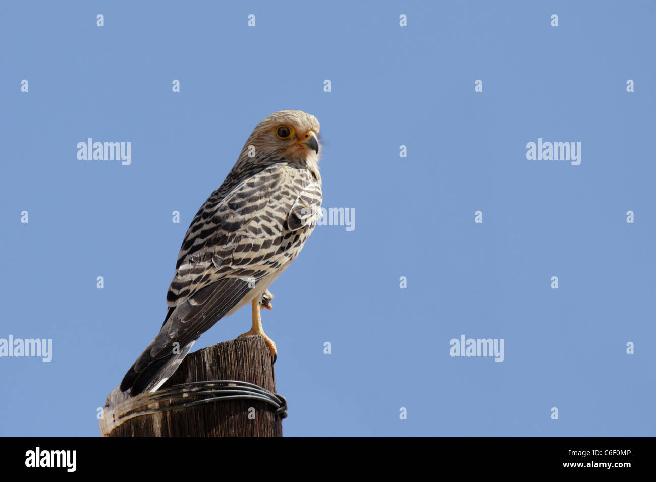 A Greater Kestrel (Falco rupicoloides), an African Falcon, in front of ...
