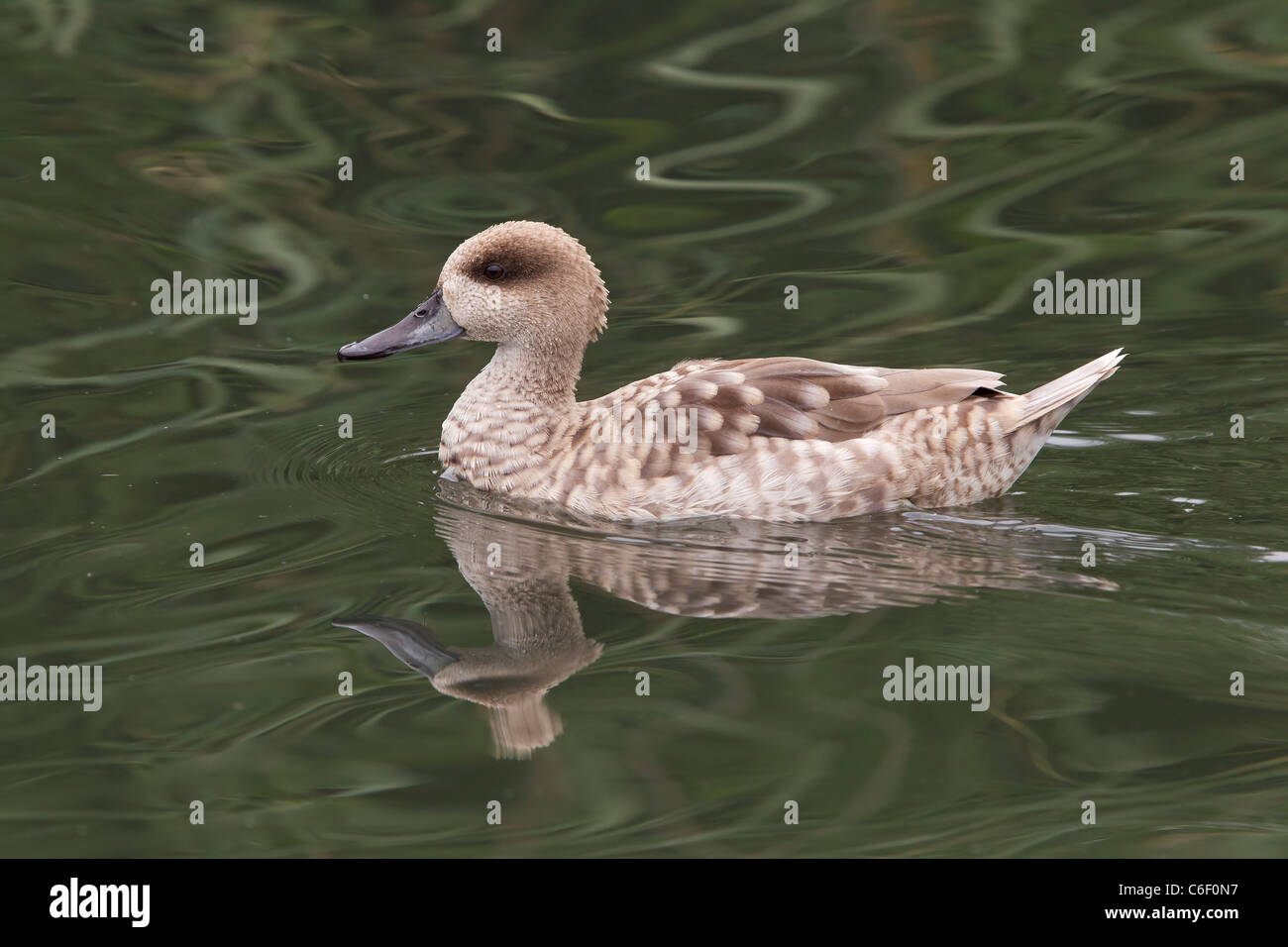 Marbled ducks hi-res stock photography and images - Alamy