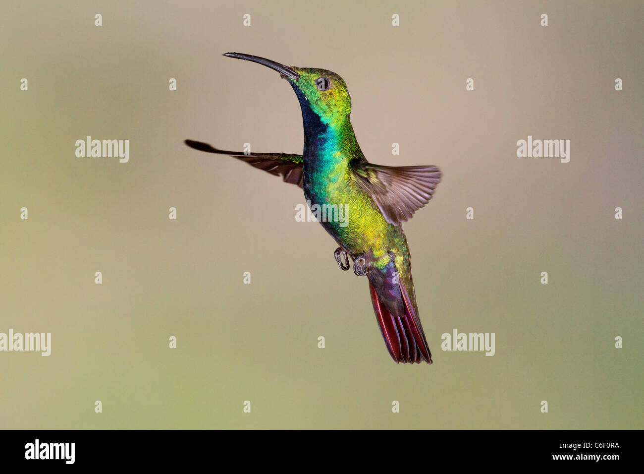 green-breasted mango Hummingbird (Anthracothorax prevostii) adult male ...