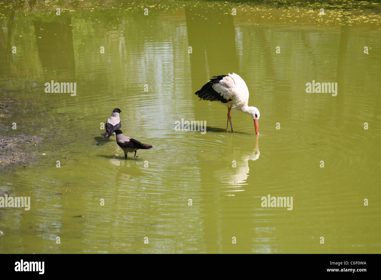 Observe birds hi-res stock photography and images - Alamy