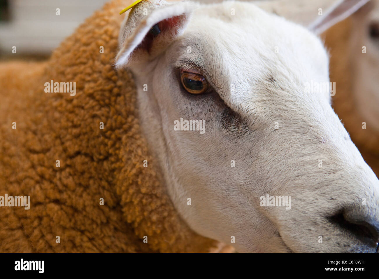 Prize sheep / ewes at in pens at Pembrokeshire Agricultural show Wales ...