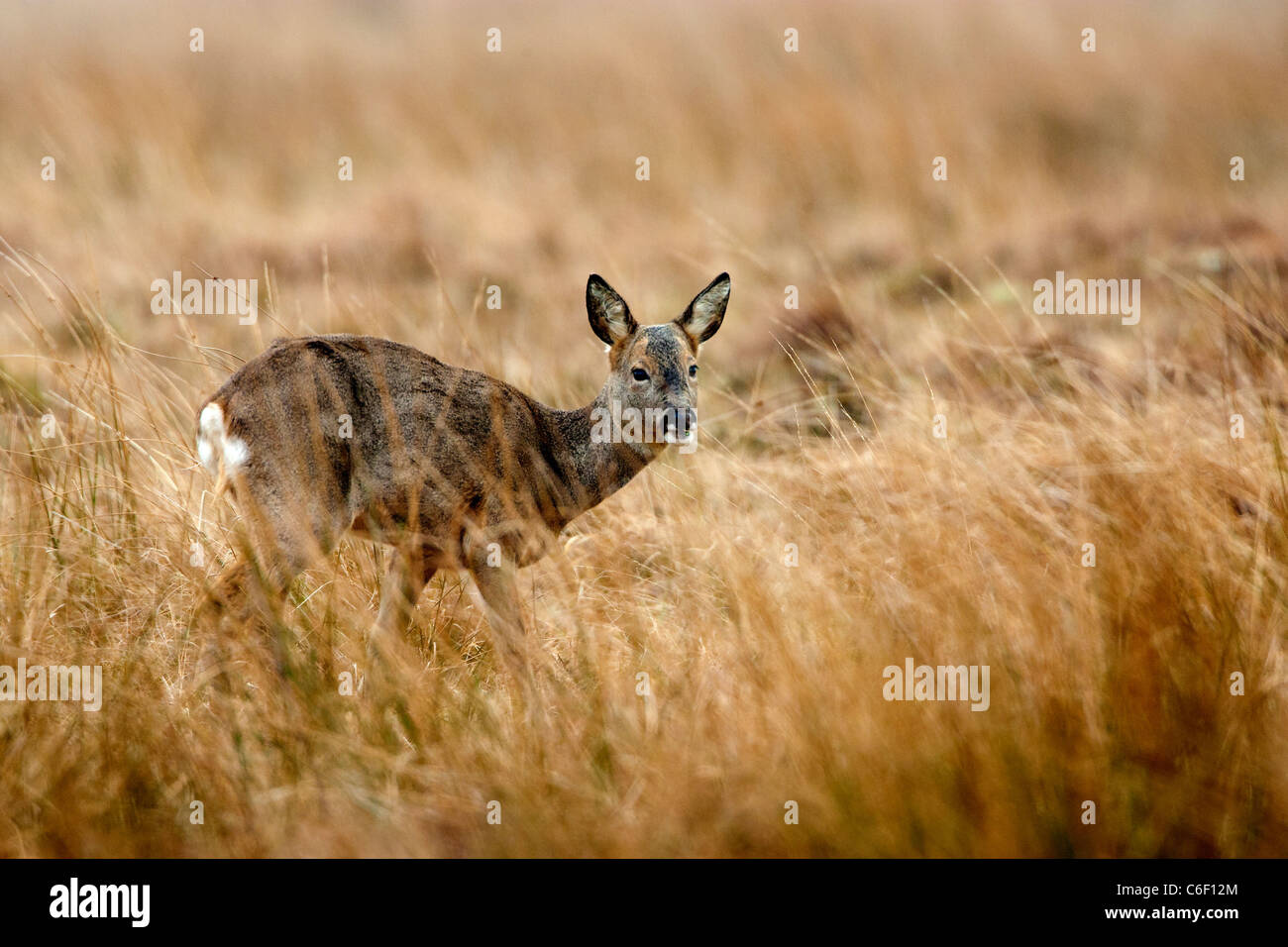 Roe deer scotland hi-res stock photography and images - Alamy