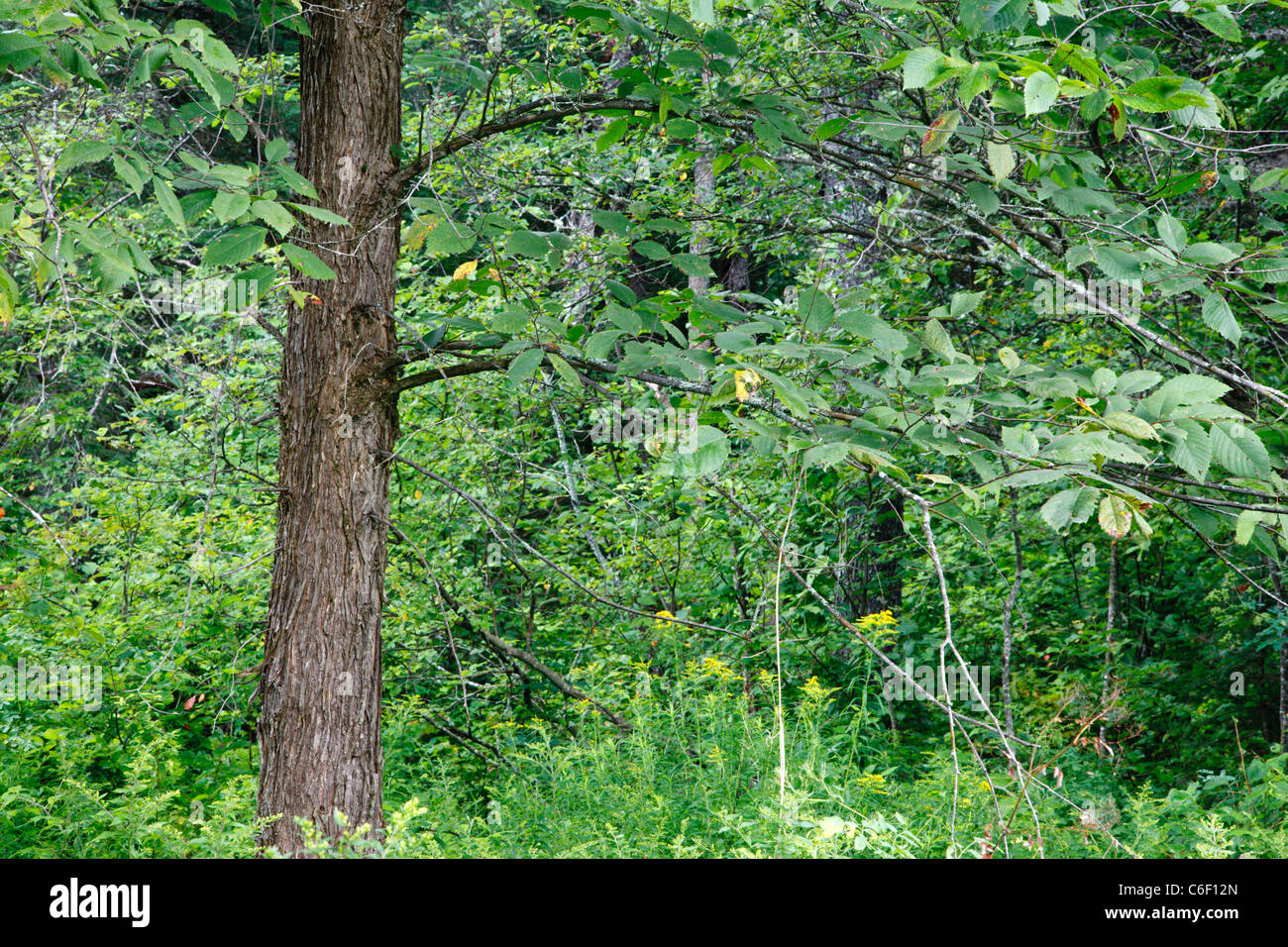 American elm hi-res stock photography and images - Alamy