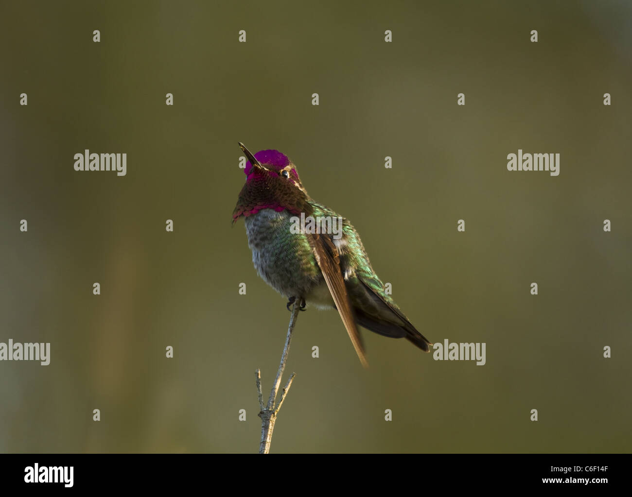 Hummingbird - Reflective Face Stock Photo - Alamy