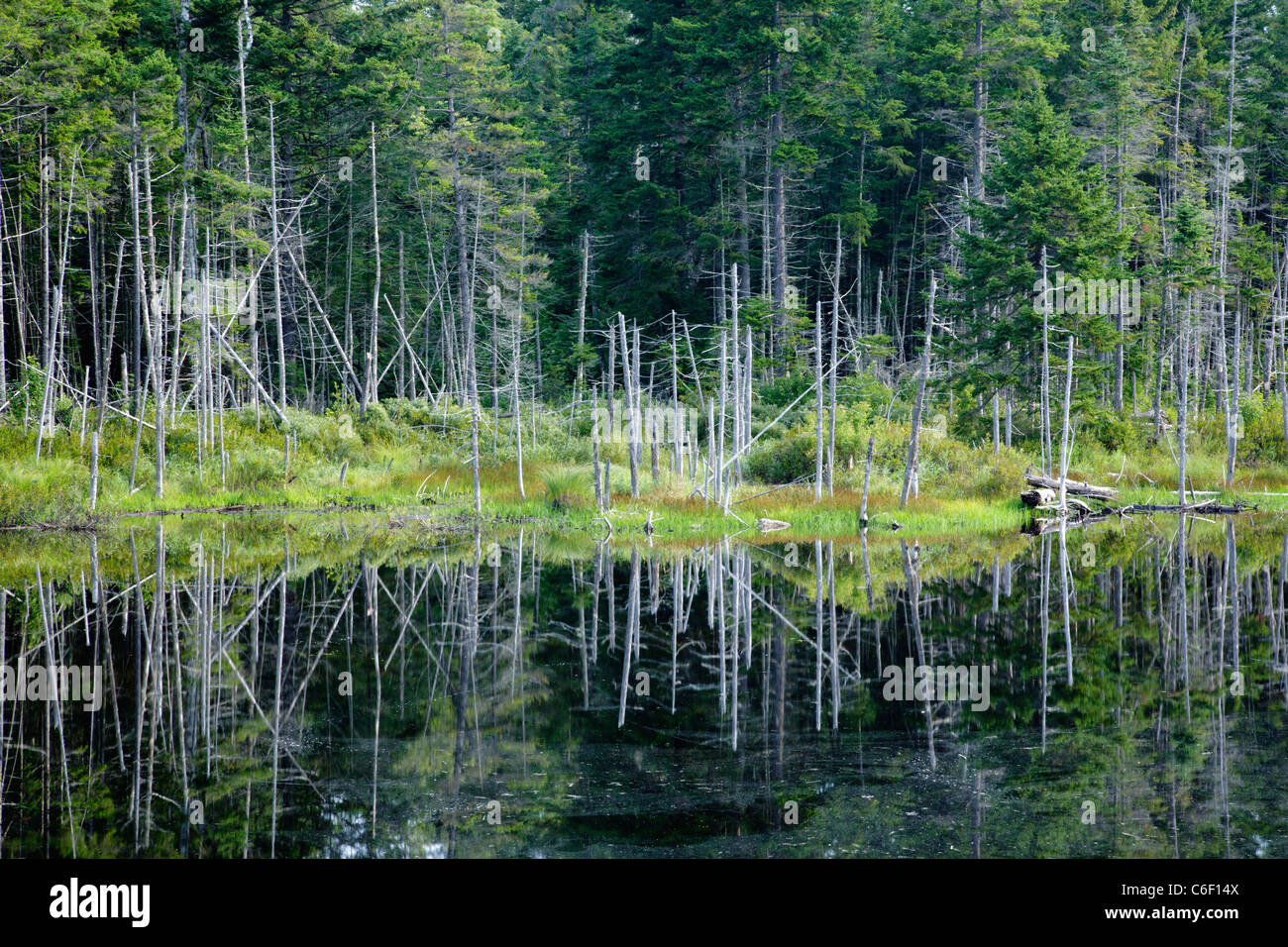 Black spruce forest new england hi-res stock photography and images - Alamy