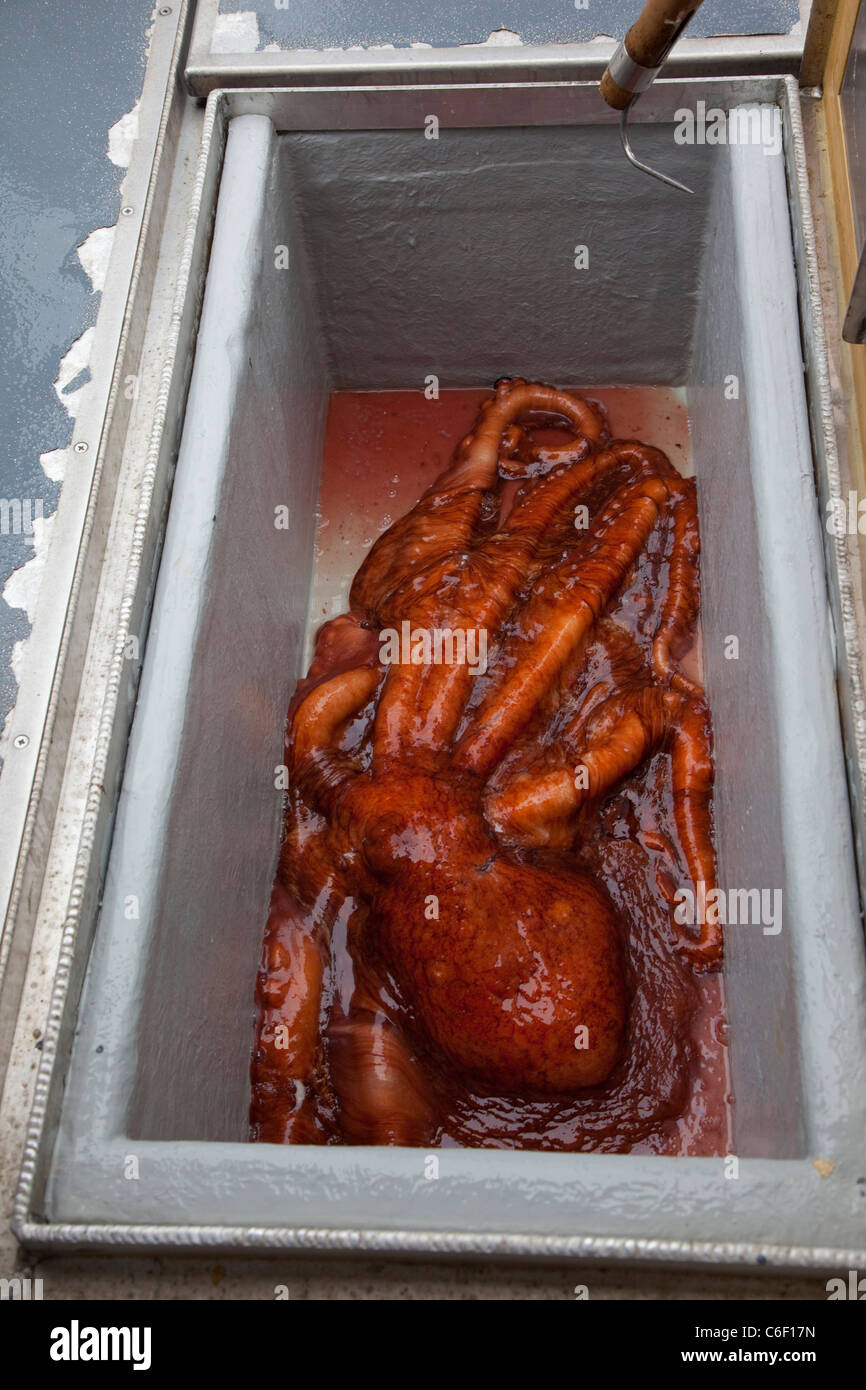 Octopus, Talon Lodge, Sitka, Alaska Stock Photo - Alamy